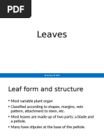 Adaptations of The Leaf For Photosynthesis and Gaseous Exchange | PDF ...