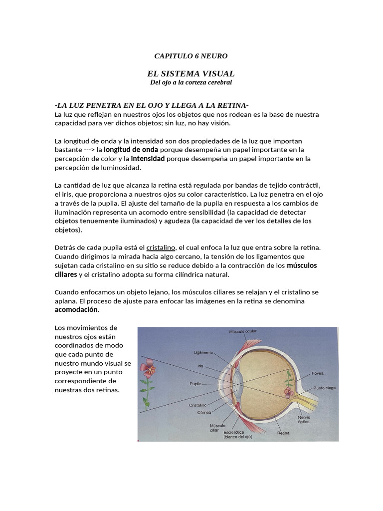 Sistema Visual: Del Ojo a la Corteza | PDF | Percepción visual | Ojo humano