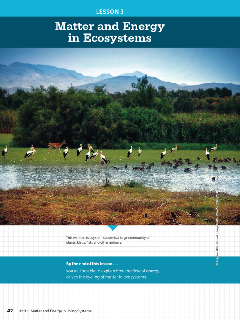 Matter and Energy in Ecosystems: Lesson 3 | PDF | Ecosystem | Food Web