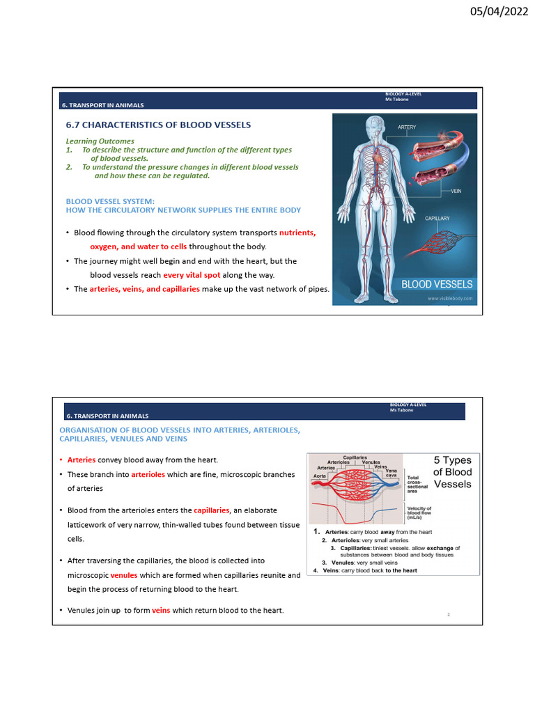 BIOLOGY A - JT - 6. Transport in Animals - Part C | PDF | Artery | Vein