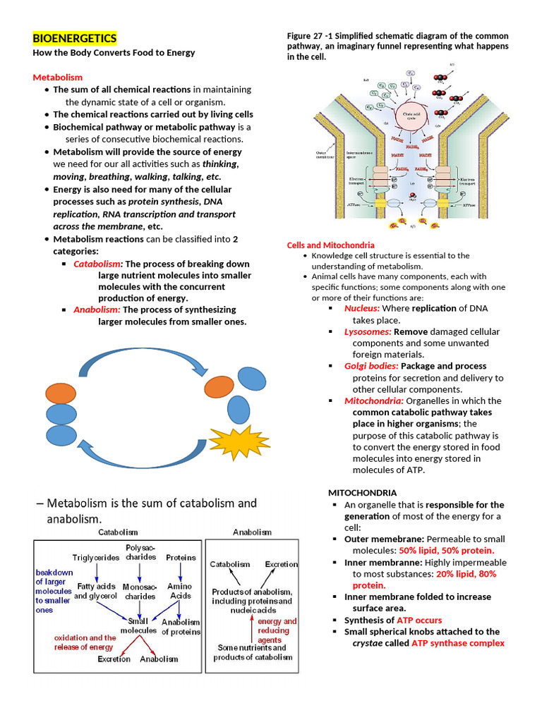 Bioenergetics and Specific Catabolic Pathways | PDF | Adenosine ...