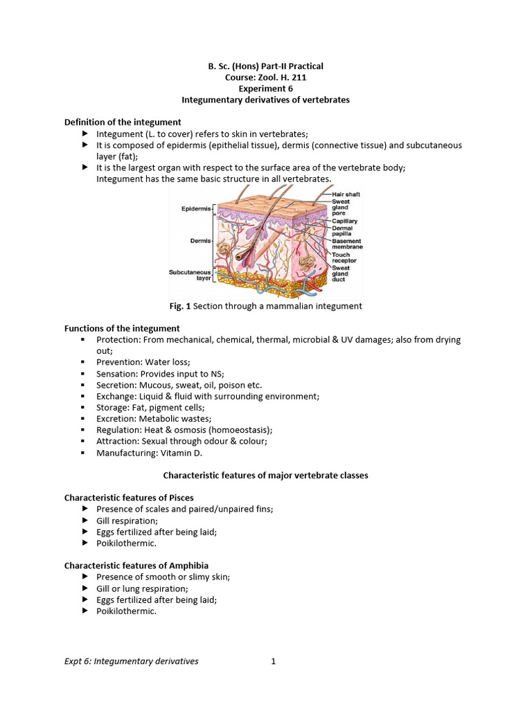 Vertebrate Integumentary Derivatives | PDF | Integumentary System | Feather