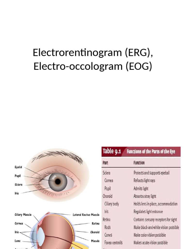 3 Electrorentinogram (ERG), Electro-Occologram (EOG) | PDF | Retina ...