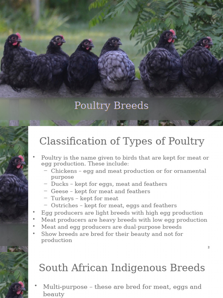 Lesson 5 Poultry Breeds - 121537 | PDF