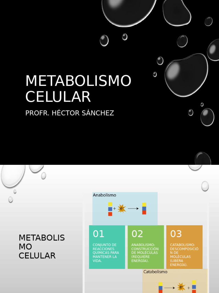 Metabolismo Celular | PDF | Fermentación | Metabolismo