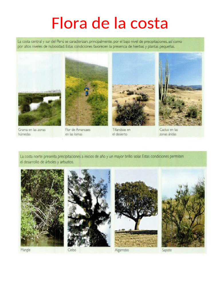 Flora de La Costa | PDF