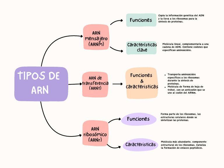 Tipos de ARN | PDF