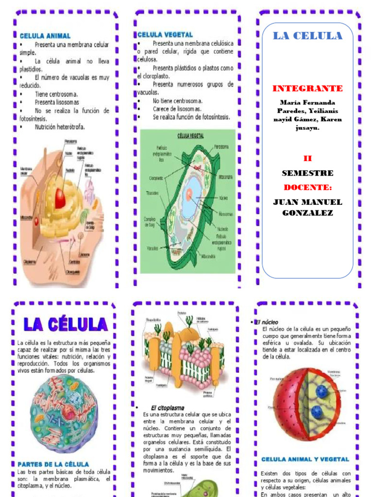 Folleto La Celula | PDF