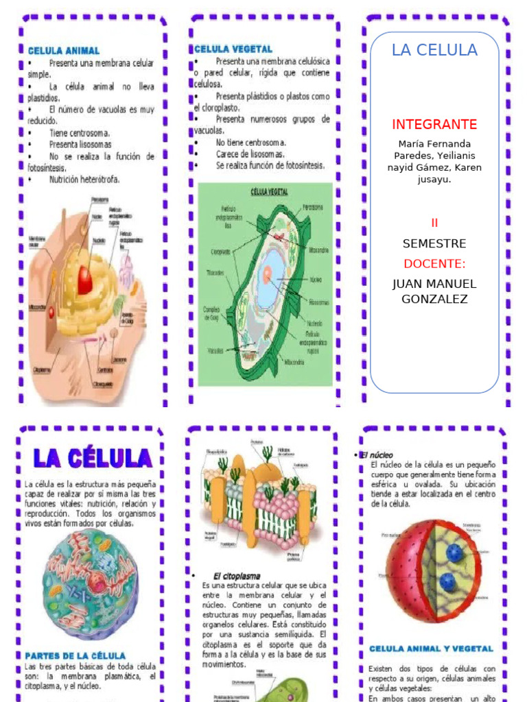 Folleto La Celula | PDF
