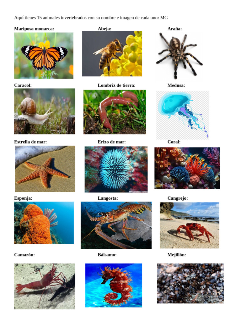 15 Animales Invertebrados con Imágenes | PDF