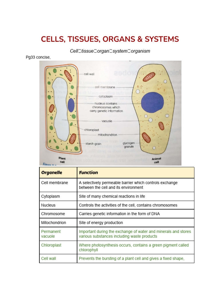 Cells, Tissues, Organs & Systems | PDF | Cell (Biology) | Chloroplast