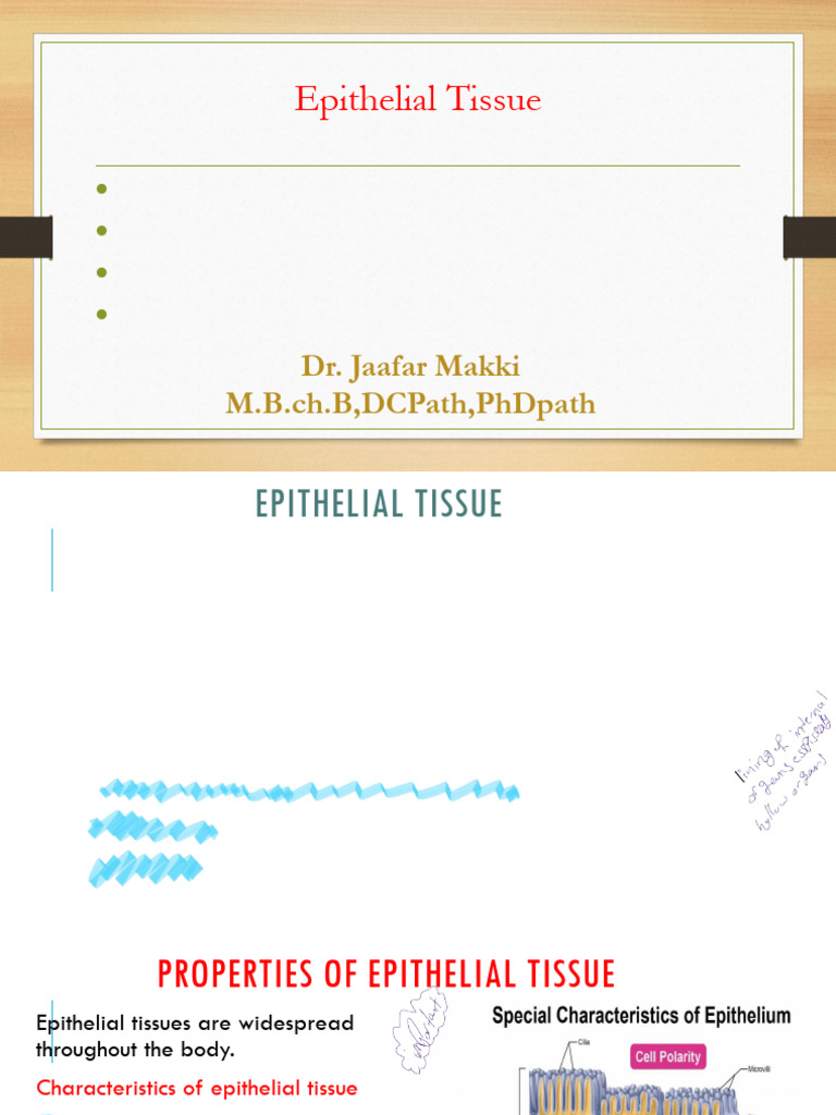 2 Epithelial Tissue | PDF | Epithelium | Tissue (Biology)