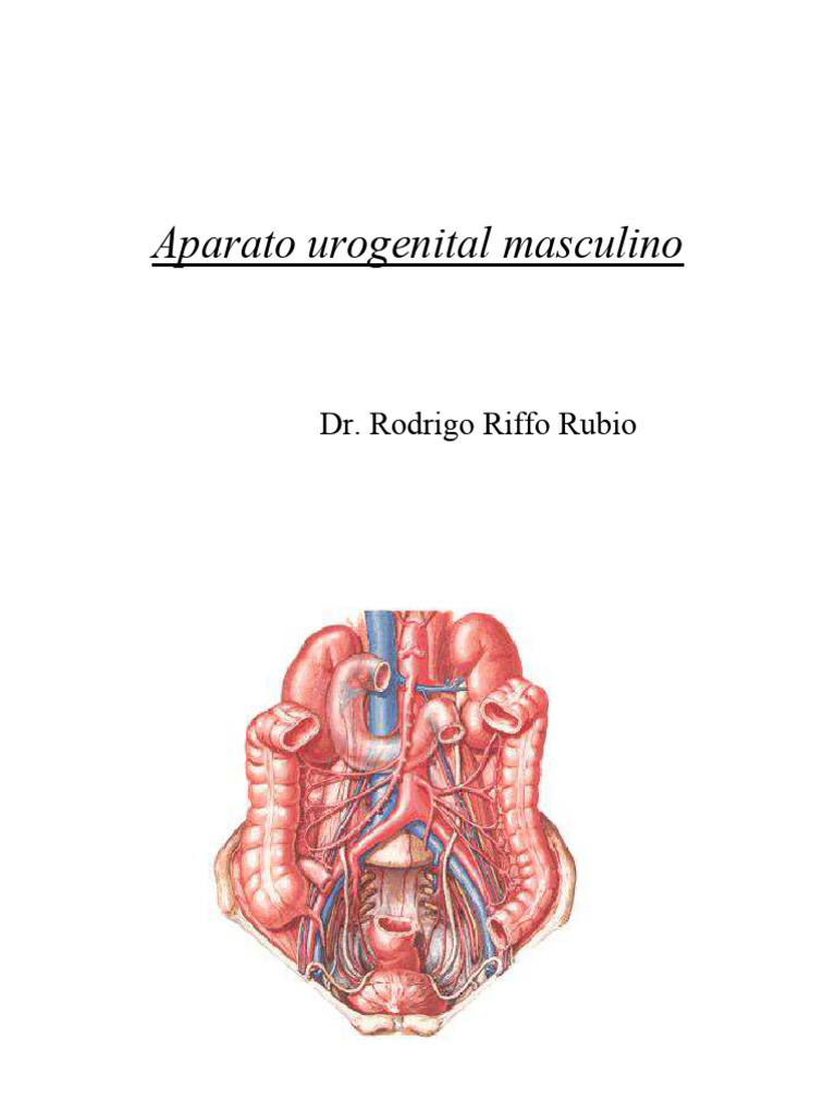 Aparato Urogenital Masculino | PDF