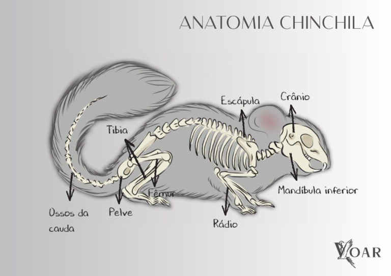 Anatomia do Esqueleto da Chinchila | PDF