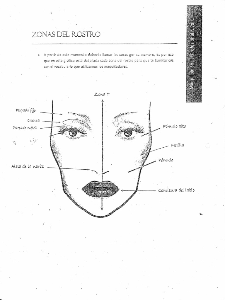 ZONAS DEL ROSTRO | PDF