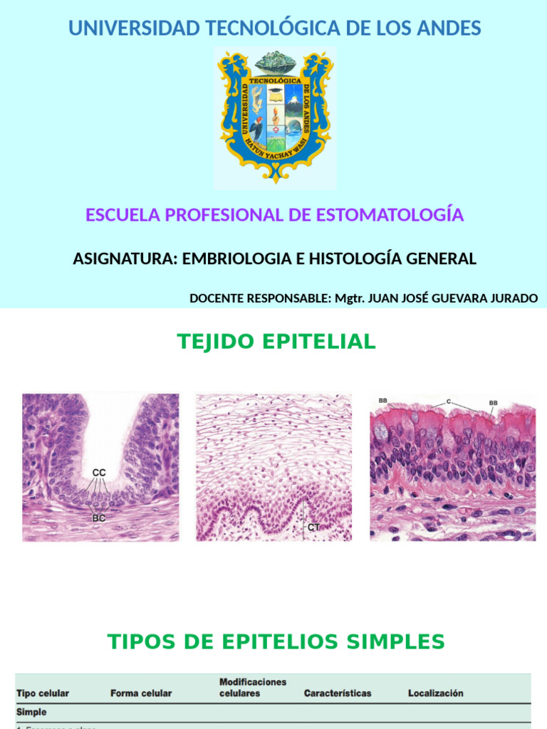 Estructura y Función del Tejido Epitelial | PDF
