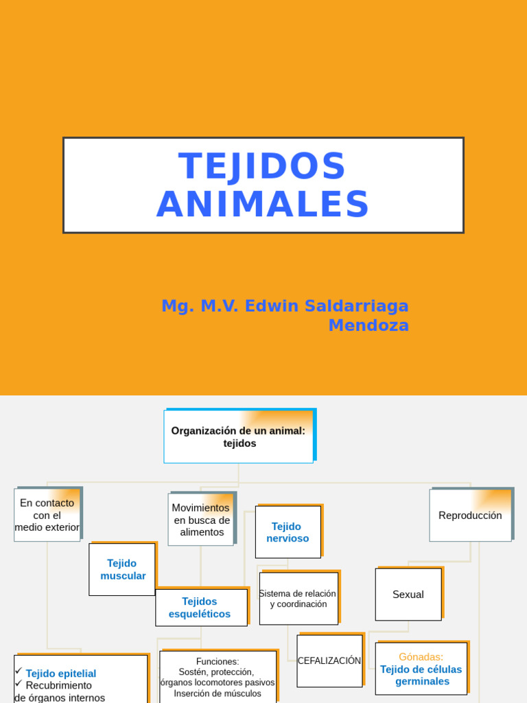Tejidos Epitelial Clase 02. | PDF | Epitelio | Músculo