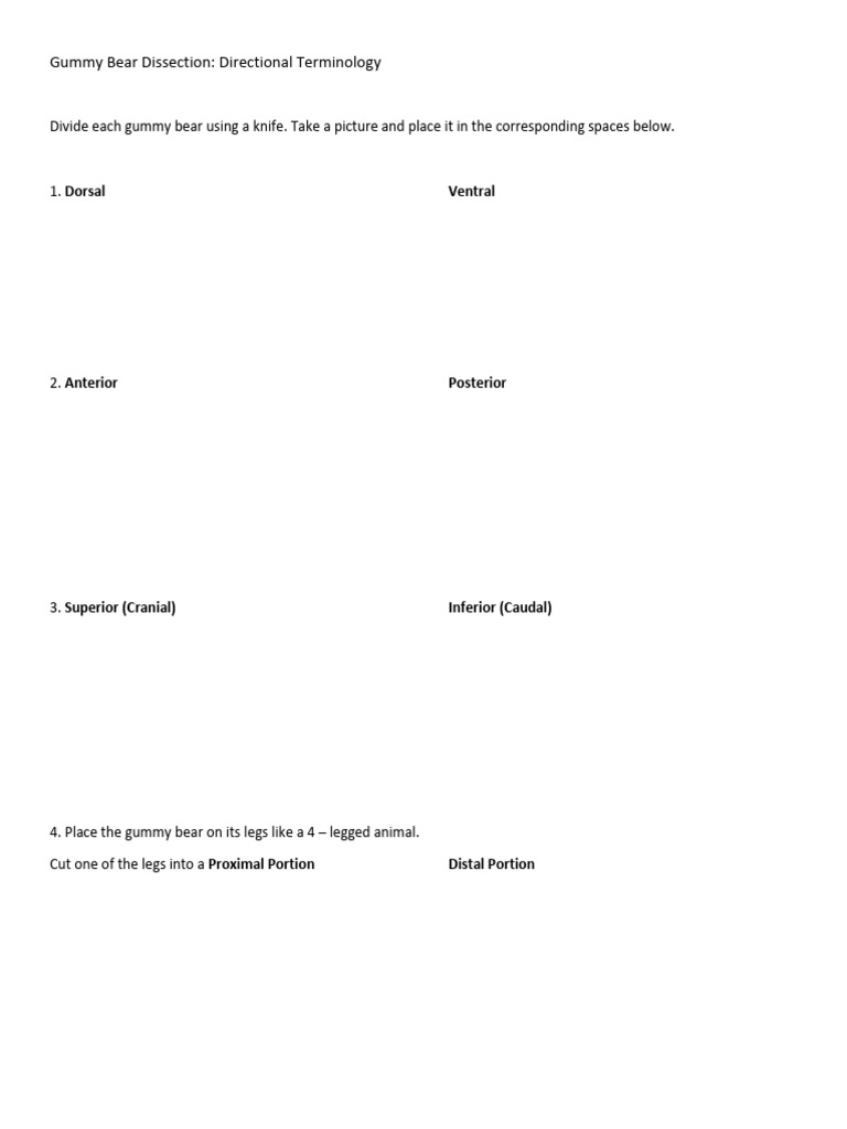 Gummy Bear Dissection | PDF | Home & Garden