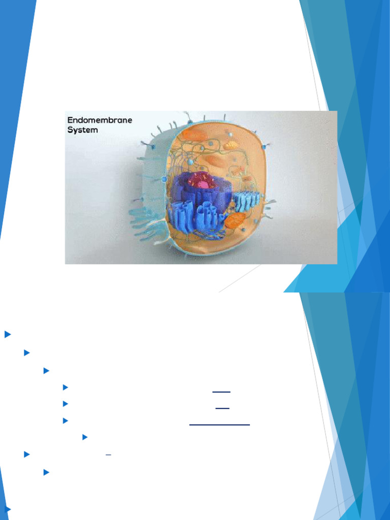 Organelle Research Project Guide | PDF | Cell (Biology) | Endoplasmic ...