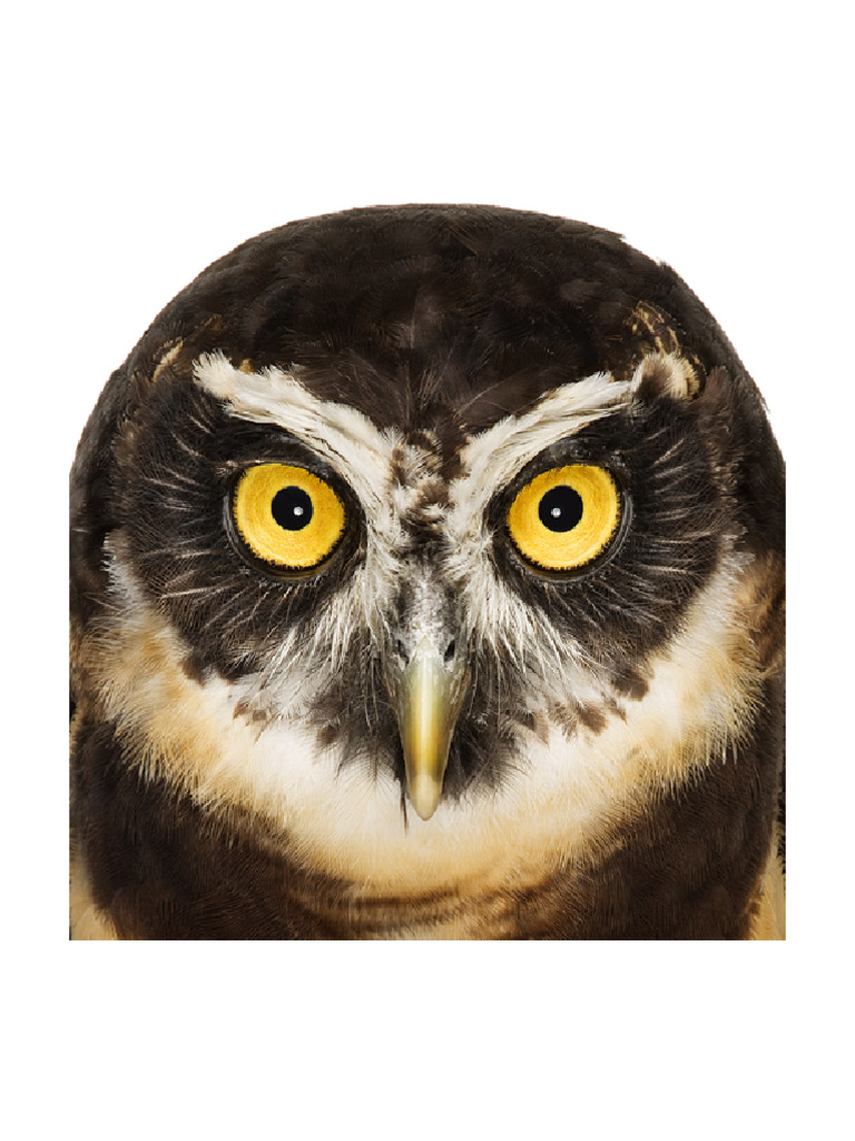 Owl Tif | PDF