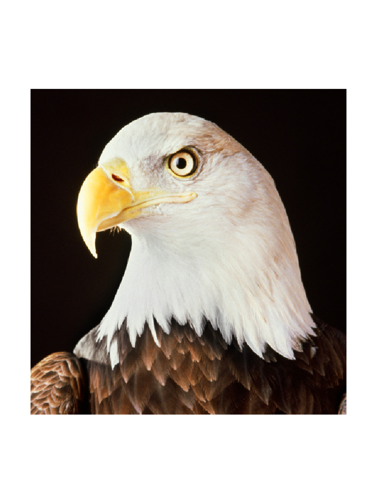 Eagle Tif | PDF