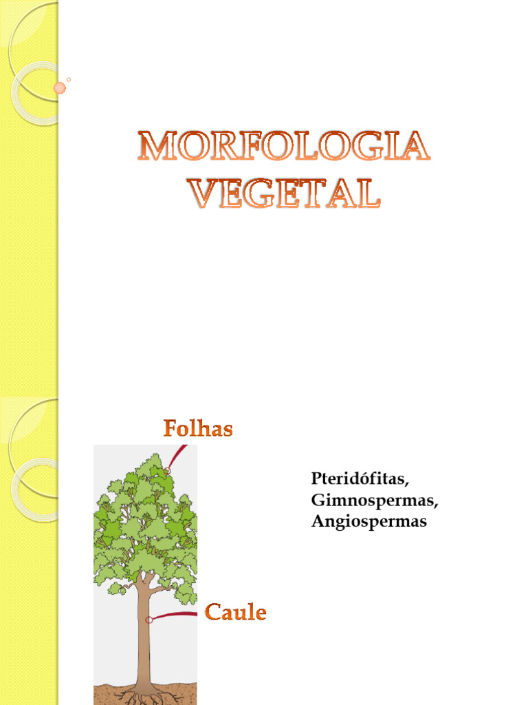 Morfologia Raiz Caule | PDF | Raiz | Plantas