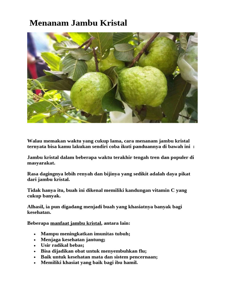 Menanam Jambu Kristal PKKM | PDF