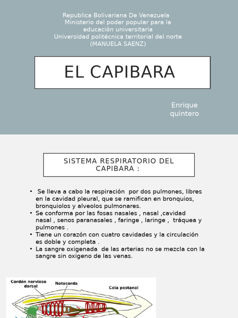 Anatomía y Respiración del Capibara | PDF