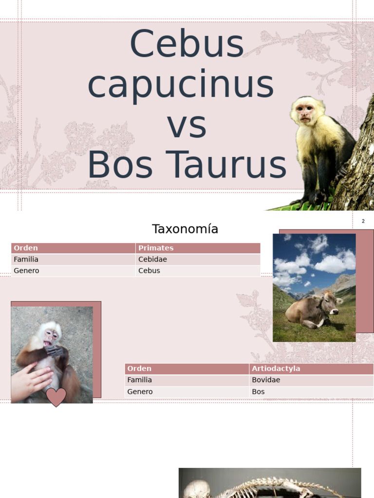 Comparativa Cebus vs Bos Taurus: Comunicación Efectiva | PDF ...