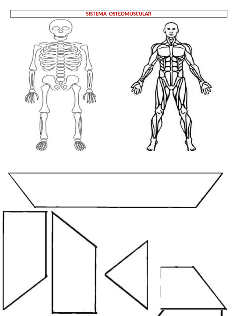 Taller - Evaluacion de CCNN 4°egb | PDF | Sistema musculoesquelético