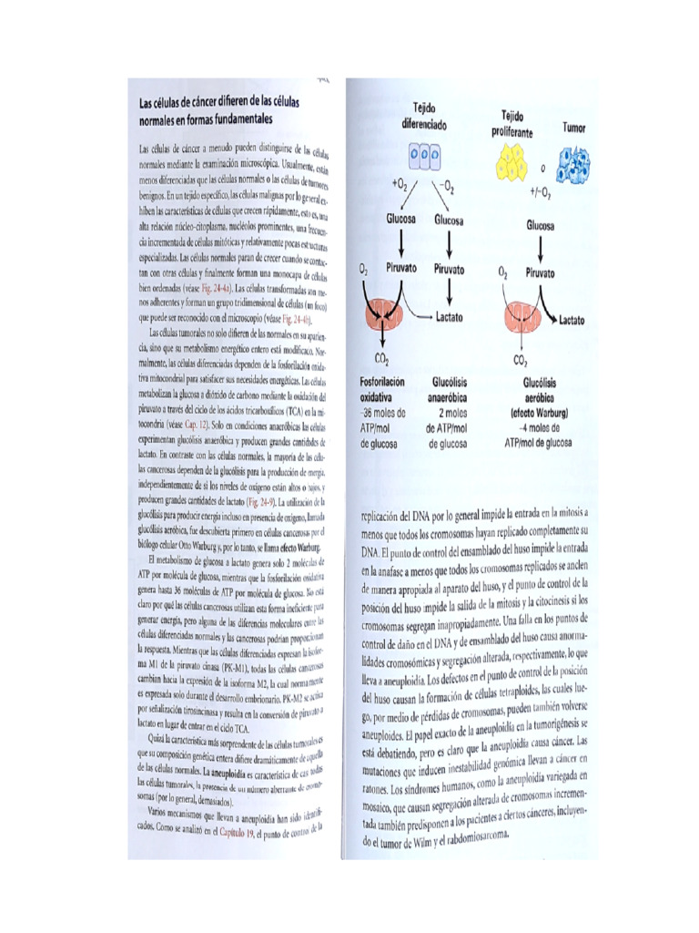 Efecto Warburg-Lodish 7ma Español | PDF