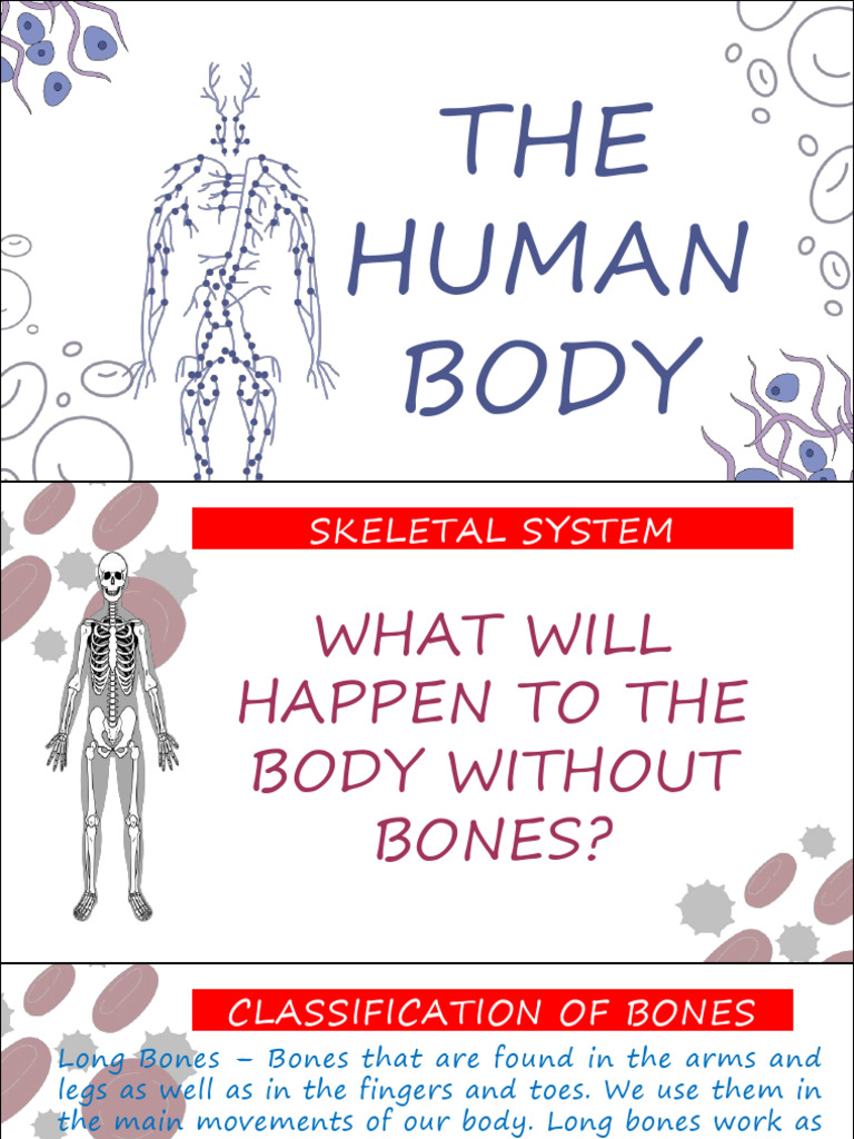 The Human Body Part 2 - 202311250704 | PDF | Skeleton | Bone