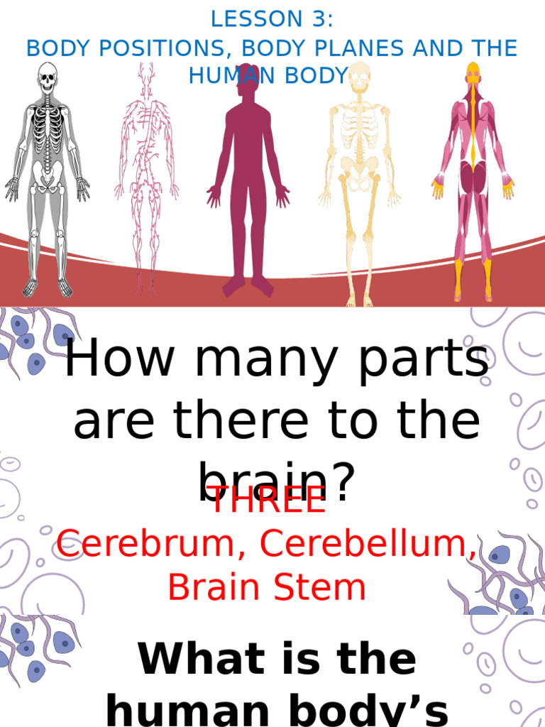 The Human Body PART 1 - 202311250714 | PDF