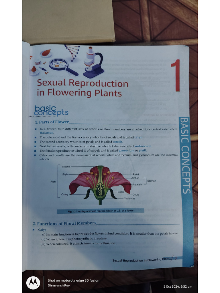 Sexual Reproduction in Flowering Plant | PDF