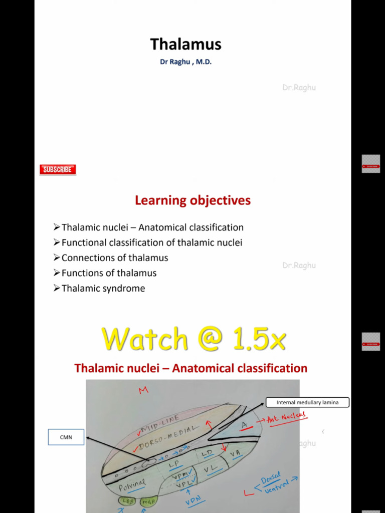 Thalamus | PDF