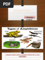Axolotl Taxonomy | PDF