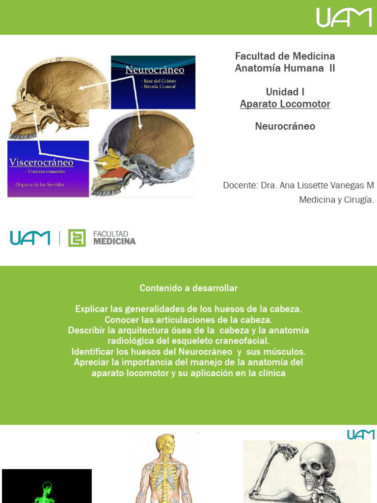 NEUROCRANEO Anatomia | PDF | Cráneo | Sistema musculoesquelético