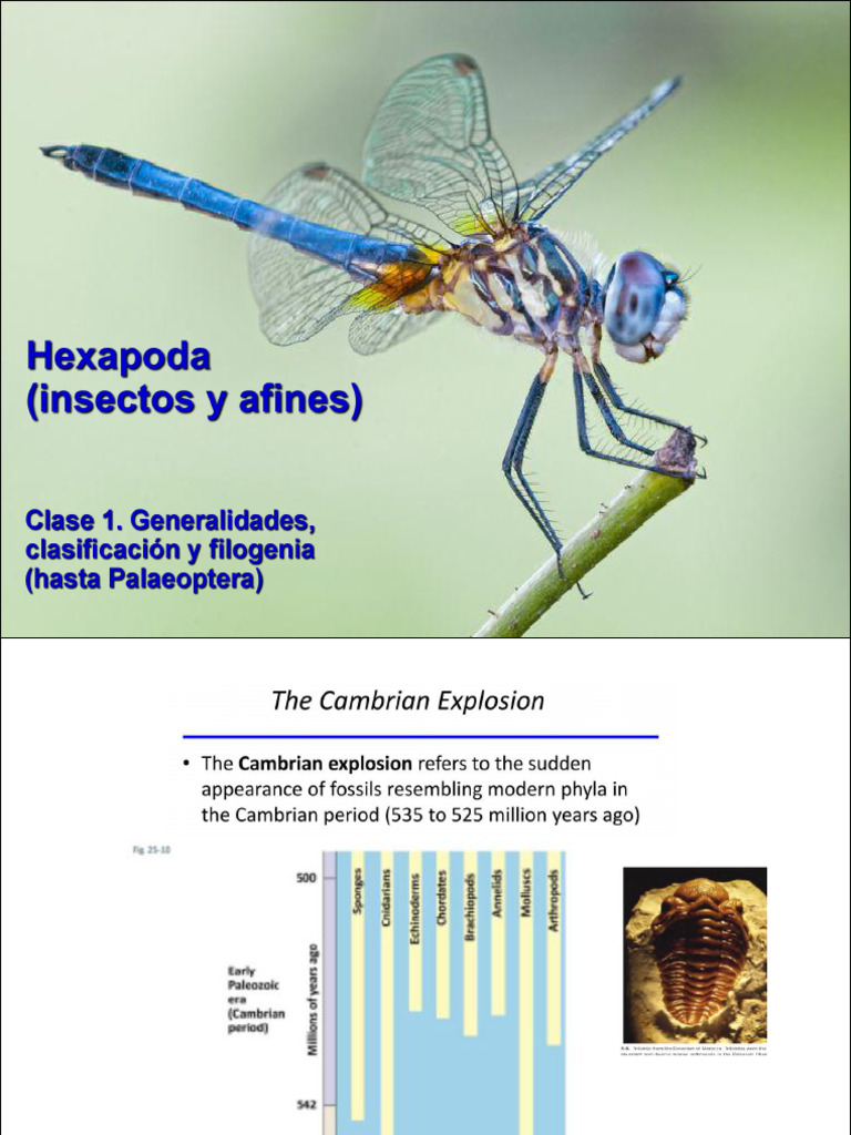 Clase 10hexapoda Generalidades | PDF | Hexapoda | Artropodología