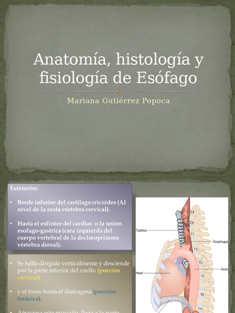 Anatomía y Trastornos del Esófago | PDF | Esófago | Gastroenterología