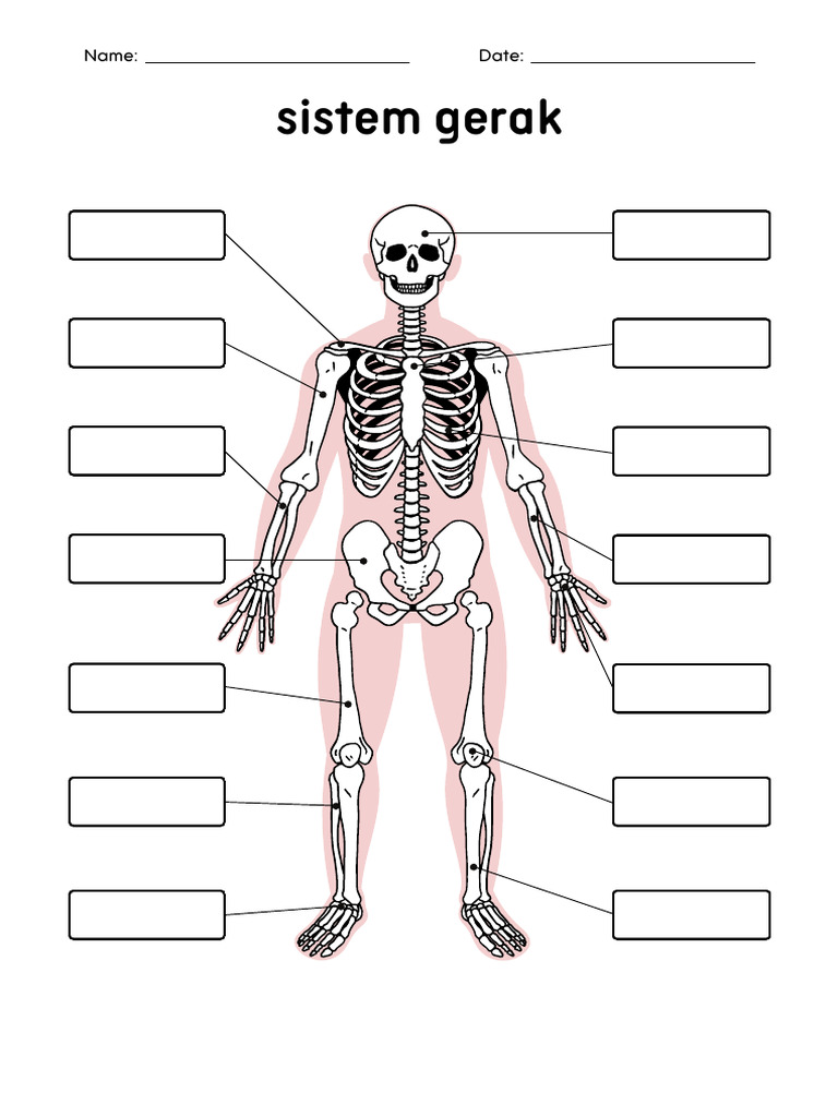 Black and White Skeletal System Worksheet | PDF | Technology & Engineering