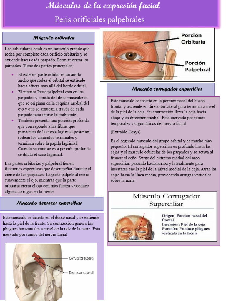 Musculos de La Expresion Facial | PDF | Cabeza y cuello humanos ...
