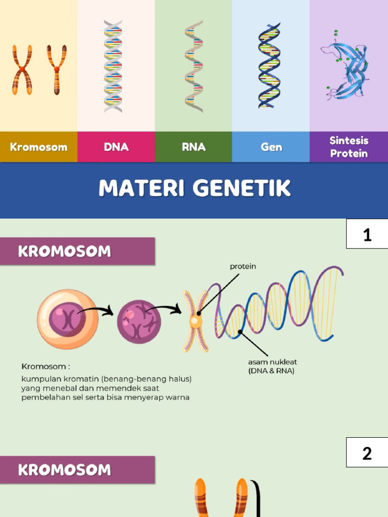 Materi Genetika Kelas 12 | PDF