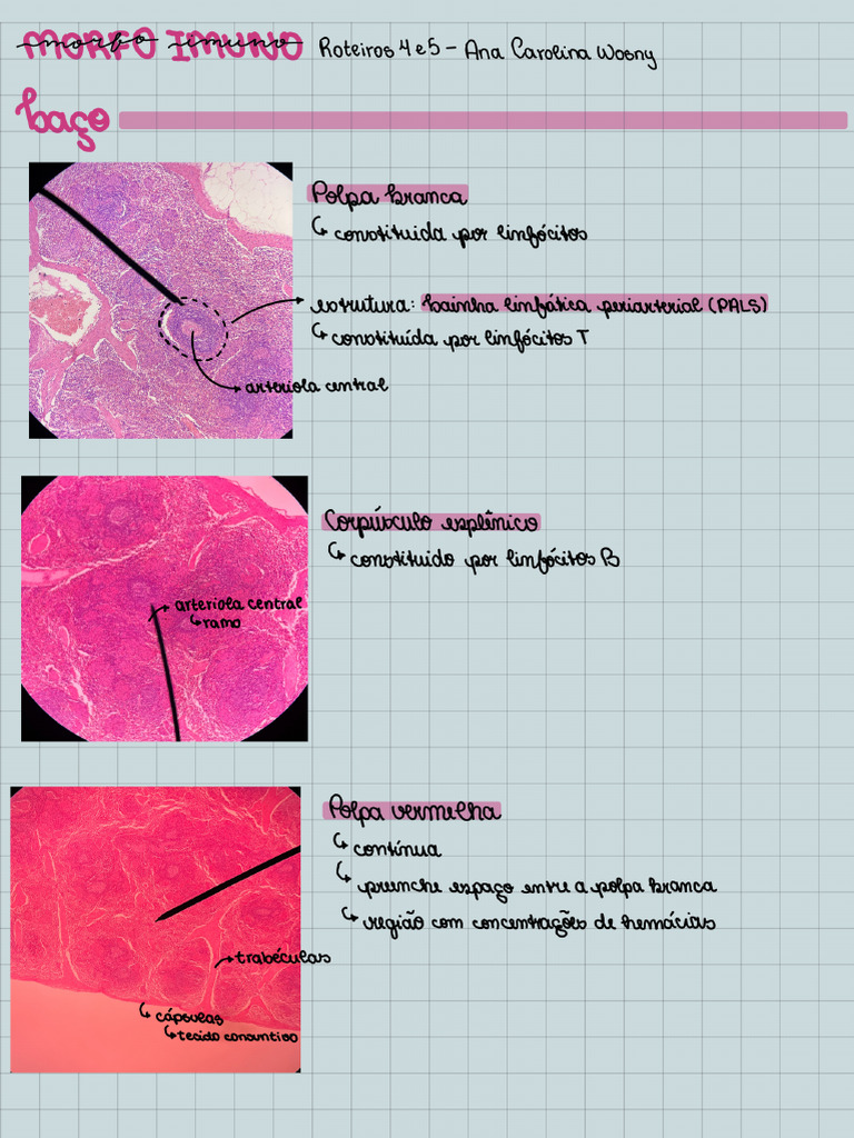 Resumo Roteiros 4 e 5 Imuno - 240602 - 172747 | PDF