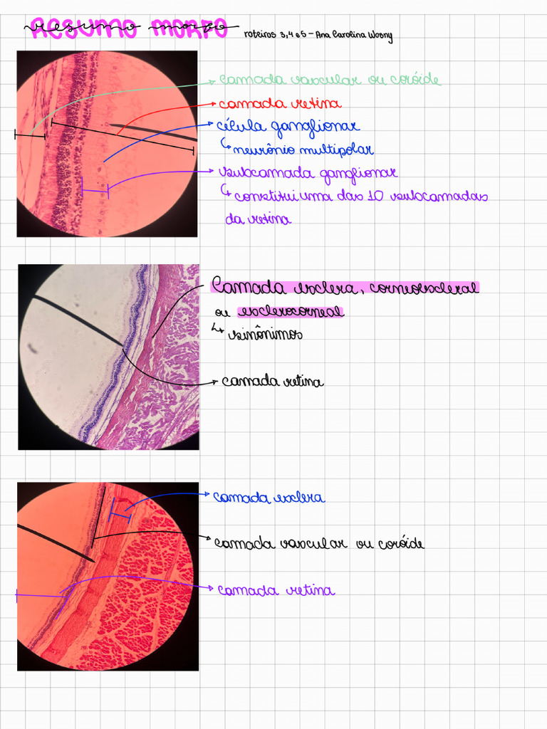 Resumo Morfo 2 Roteiros 3 4 | PDF