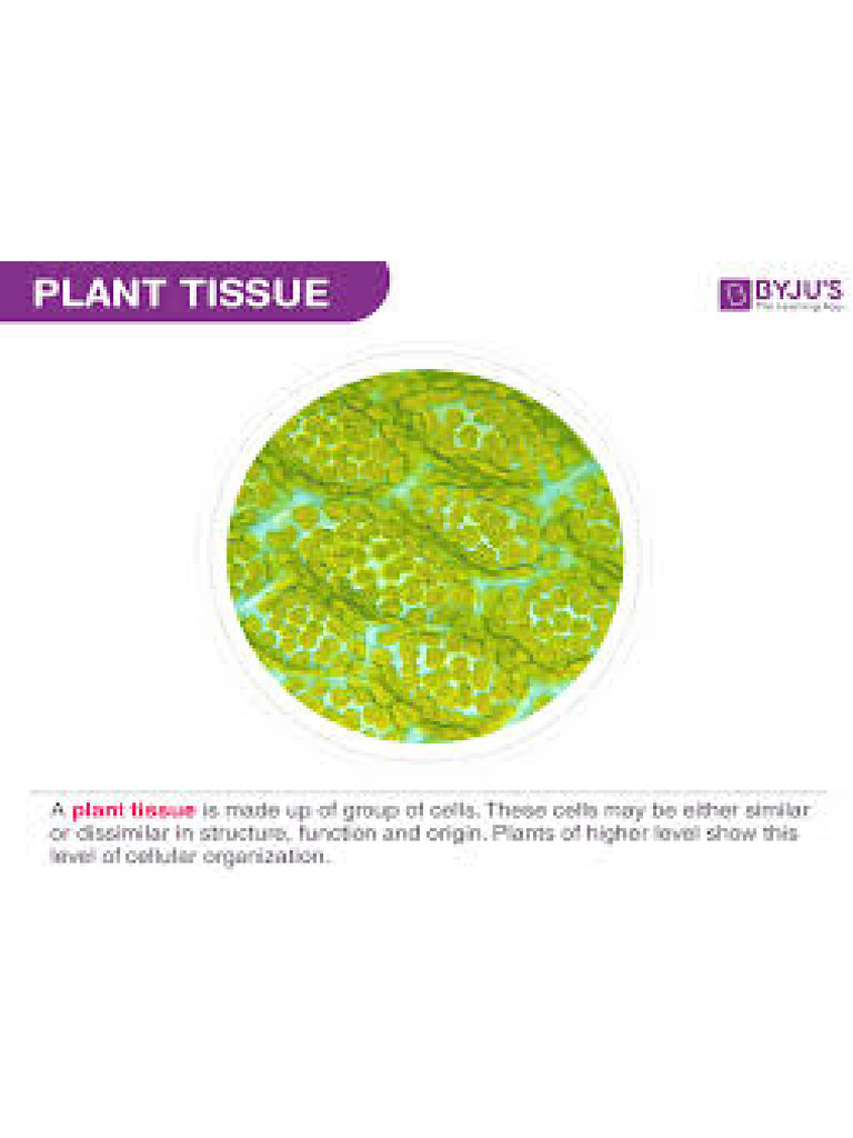 Tissue 3 | PDF