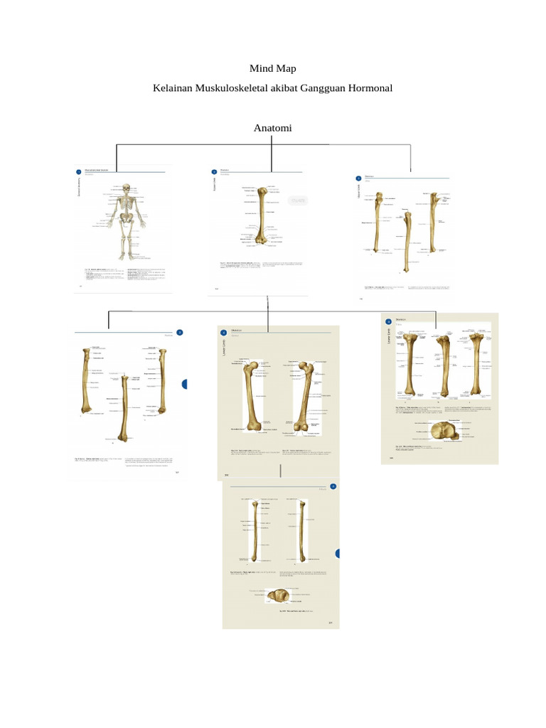 Mind Map Kelainan Muskuloskeletal Akibat Gangguan Hormonal | PDF