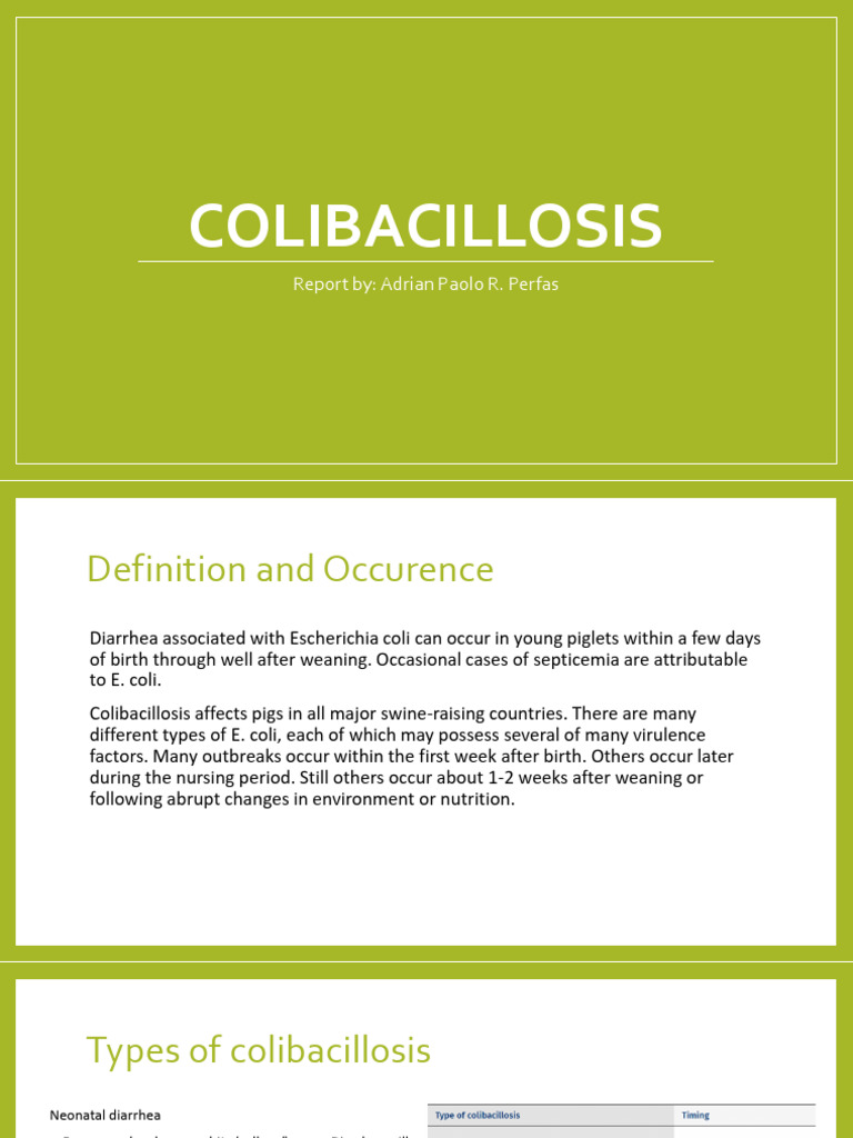 Colibacillosis-2 | PDF | Escherichia Coli | Immunology