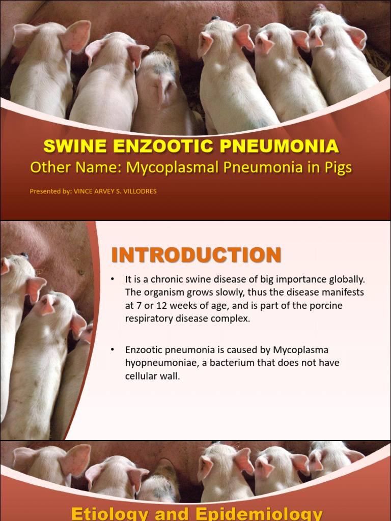 Swine Enzootic Pneumonia Overview | PDF | Pig | Pneumonia