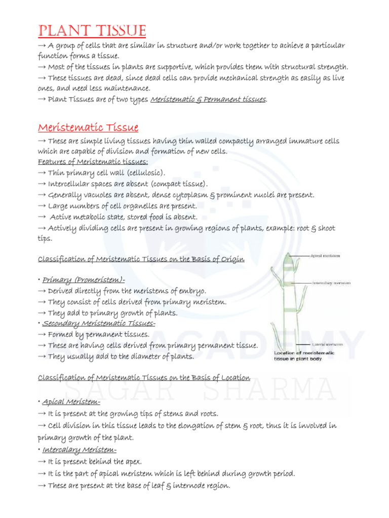 Understanding Plant Tissue Types | PDF | Tissue (Biology) | Plant Stem