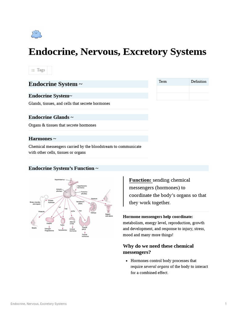 Endocrine, Nervous, Excretory Systems | PDF | Hormone | Human Body